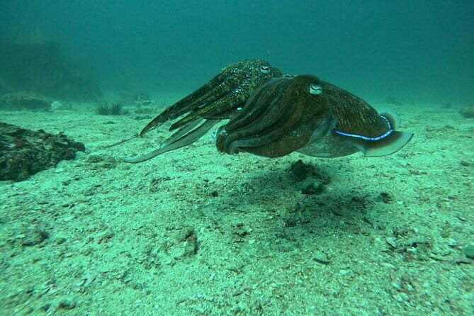 Phuket: 1 coral reef dive with PADI certification from G beach - The Itinerary: What Does the Day Look Like?