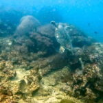 Phuket: Coral Reef Scuba Diving Experience at G Beach Club - Who Is This Tour Best For?