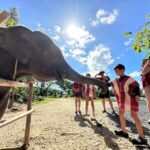 Phuket: Elephant Experience with Lunch or Dinner and Pickup - The Itinerary: What to Expect from Start to Finish