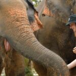 Phuket: Elephant Jungle Sanctuary Ethical Feeding Experience - The Experience: What You Can Expect at Elephant Jungle Sanctuary Phuket