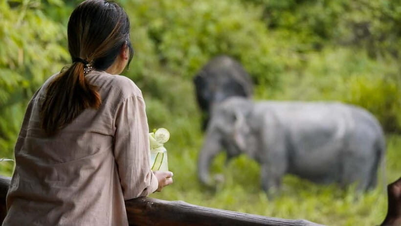 Phuket: Elephant Sanctuary Canopy Walkway Tour - Who Would Love This Tour?