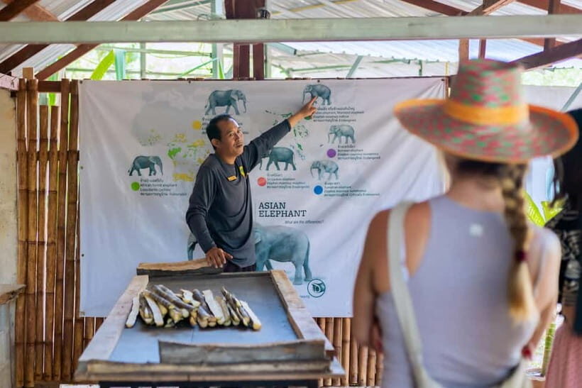 Phuket: Elephant Sanctuary Feed and Bathe Gentle Giants - Authentic Experiences and Reviewer Insights