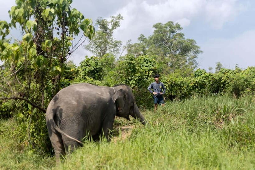 Phuket: Elephant Sanctuary Tour with Hotel Transfers - Who Is This Tour Best For?
