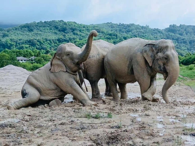 Phuket: Freedom Elephant Reserve - Ethereal Nature Walk - Practical Tips for a Smooth Visit