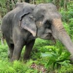 Phuket: Half-Day Elephant Explorer at Phuket Elephant Care - The Itinerary in Detail