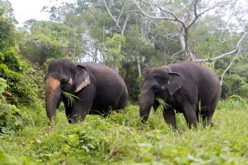 Phuket: Half-Day Ethical Elephant with Meal and Transfer - The Heart of the Tour: Elephant Interactions and Education