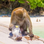 Phuket: James Bond Island Sea Canoe with lunch by Big Boat - Is It Worth the Price?