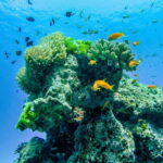 Phuket/Khao Lak: Similan Royal Day Trip by Speed Catamaran - The Experience’s Strengths and Potential Drawbacks