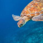 Phuket : Lazy Similan Islands by Catamaran with lunch - The Practical Side: What’s Included and What to Know