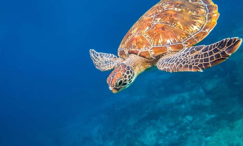 Phuket : Lazy Similan Islands by Catamaran with lunch - The Practical Side: What’s Included and What to Know