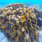 Phuket: Maya Bay, Phi Phi, Green, and Khai Islands Day Trip - What’s Included and What’s Not