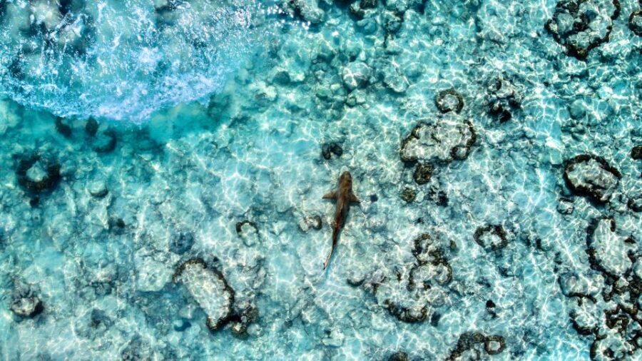 Phuket: Maya, Phi Phi, and Bamboo Island with Buffet Lunch - What’s Included and What You Should Budget For