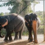 Phuket: Phuket Elephant Care Sanctuary ECO Tour - Who Should Consider This Tour?