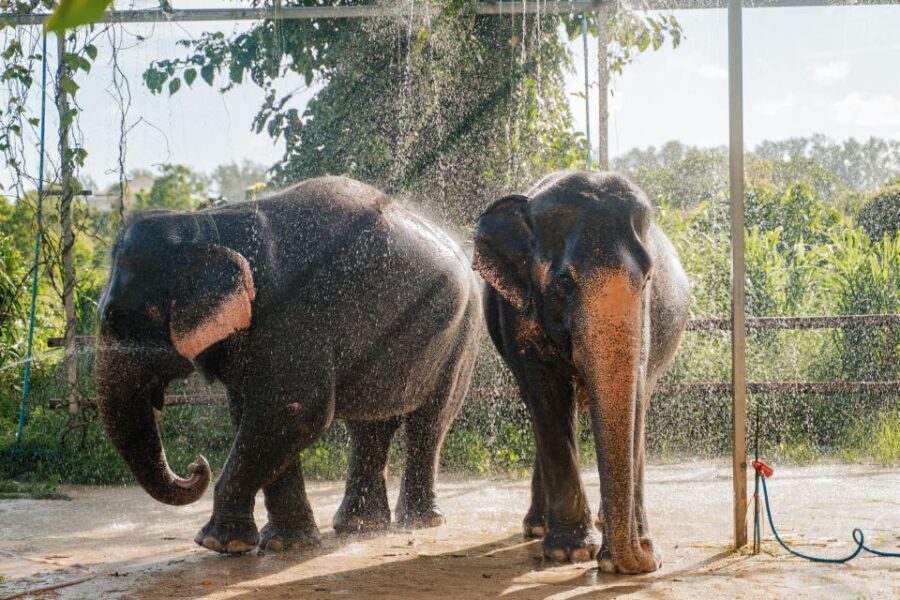 Phuket: Phuket Elephant Care Sanctuary ECO Tour - Who Should Consider This Tour?
