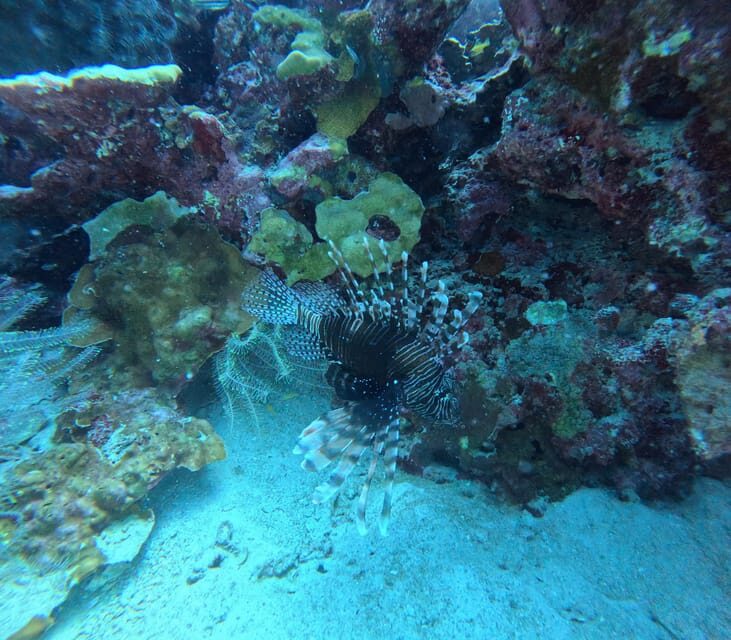 Phuket: Racha Islands 3 scuba dives boat trip PADI GoPro - What to Expect