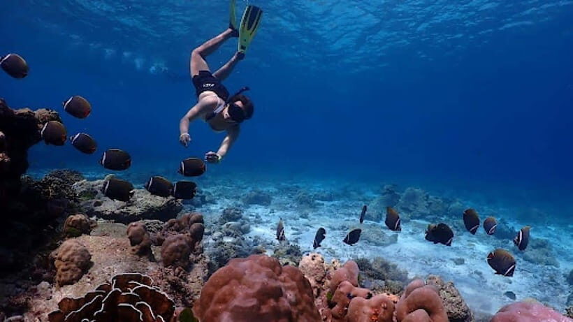 Phuket: Similan Islands Day Tour by Speedboat with Lunch - What’s Included & What’s Not