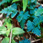 Phuket: Wildlife Sanctuary Trekking with Lunch - Who Should Consider This Tour?