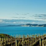 Picton Cruise Ship Shore Excursion Marlborough Wine Tour - Final Thoughts: Who Is It Best For?