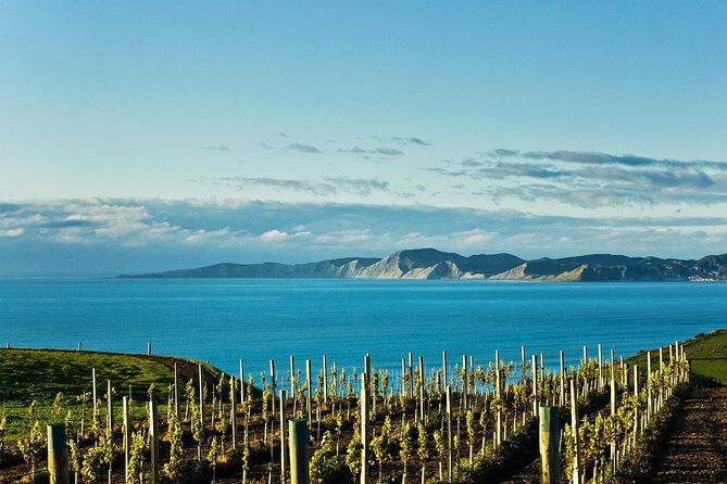 Picton Cruise Ship Shore Excursion Marlborough Wine Tour - Final Thoughts: Who Is It Best For?