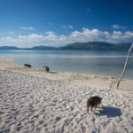 Pig Island(Koh Mudsum) and Koh Tan Half Day Snorkeling Tour - Authentic Experiences and Traveler Feedback
