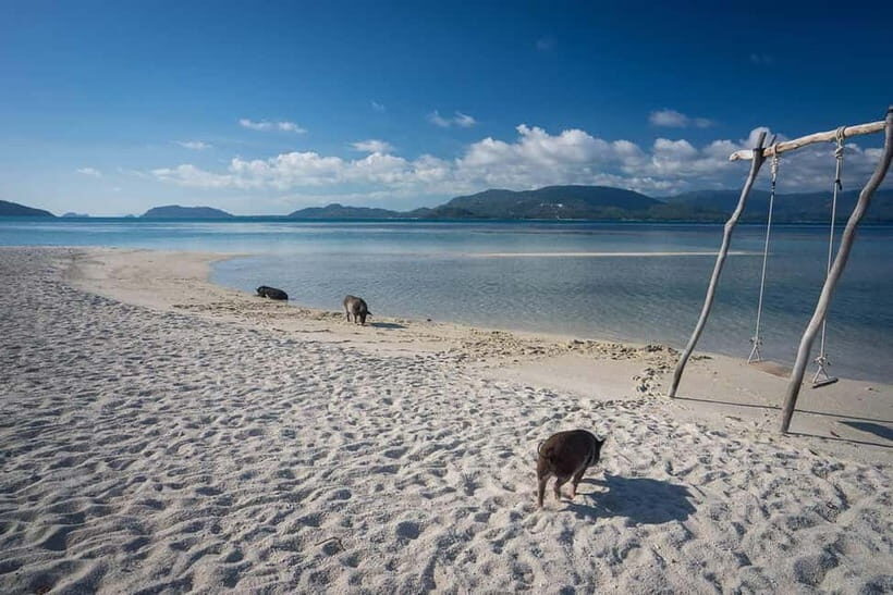 Pig Island(Koh Mudsum) and Koh Tan Half Day Snorkeling Tour - Authentic Experiences and Traveler Feedback
