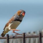 Pilbara Bird Tours - Why This Tour Offers Good Value