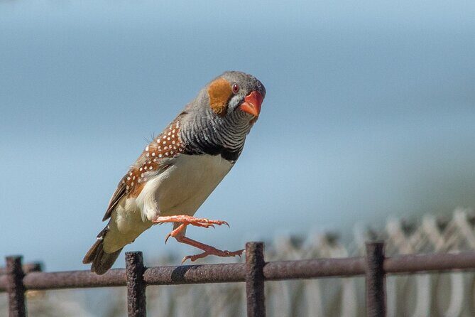 Pilbara Bird Tours - Why This Tour Offers Good Value