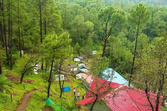 Pine forest camping near Shimla - 2 nights - Discovering the Pine Forest Camping Experience