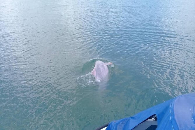 Pink Dolphin and Snorkeling Full Day Experience - Authentic Experiences and Honest Insights