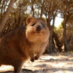 Pinnacles & Rottnest Island Scenic Air & Ground Tour - A Detailed Breakdown of the Itinerary