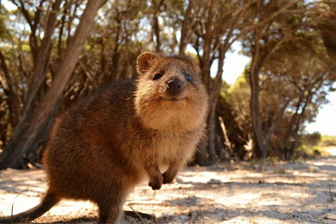 Pinnacles & Rottnest Island Scenic Air & Ground Tour - A Detailed Breakdown of the Itinerary