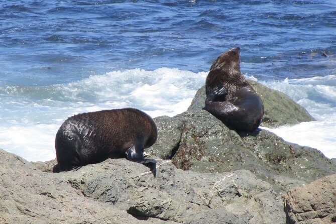 "Pinot to Palliser tour" - Guided tour to Cape Palliser vith lunch + winetasting - Practical Tips for Participants