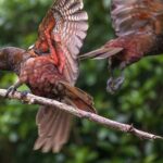 Pkaha National Wildlife Centre Guided Tour from Wellington - The Itinerary in Detail