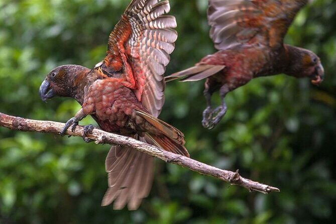 Pkaha National Wildlife Centre Guided Tour from Wellington - The Itinerary in Detail