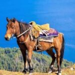 Pokhara: 1-Hour Horseback Ride with Hotel Pickup - Practical Tips for Booking and Enjoying Your Ride