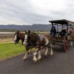 Pokolbin: Harvest the Hunter Horse Drawn Carriage Tour 3hrs - Who Will Enjoy This Tour?