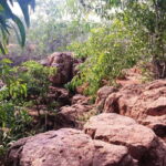Pondicherry: Tropical Dry Evergreen Forest Guided Walk - Who Should Consider This Tour?