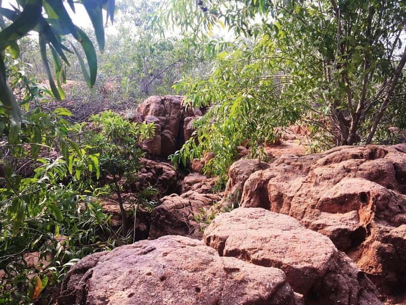 Pondicherry: Tropical Dry Evergreen Forest Guided Walk - Who Should Consider This Tour?