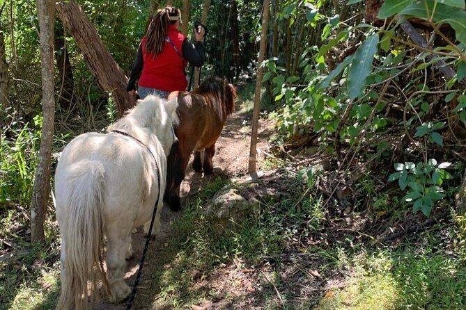 Pony Walking Adventure - An In-Depth Look at the Pony Walking Adventure