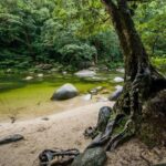 Port Douglas Daintree National Park Boutique Full-Day Tour - Practical Tips for Travelers