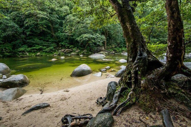 Port Douglas Daintree National Park Boutique Full-Day Tour - Practical Tips for Travelers