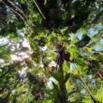 Port Douglas: Daintree Rainforest and Mossman Gorge Tour - What Makes This Tour a Great Value