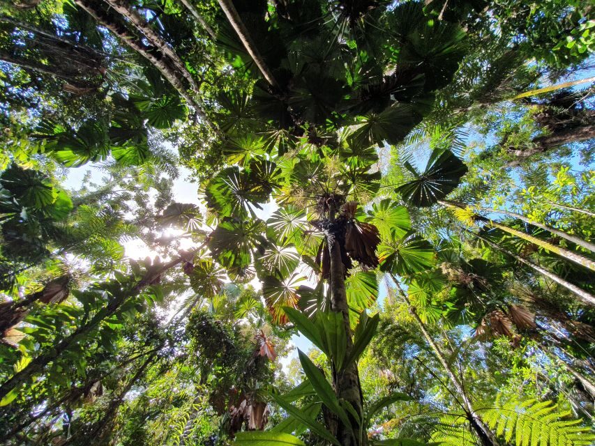 Port Douglas: Daintree Rainforest and Mossman Gorge Tour - What Makes This Tour a Great Value
