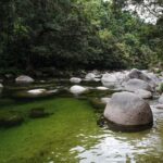 Port Douglas: Morning Daintree Tour w/ Wildlife Cruise - In-Depth Review of the Daintree Morning Tour