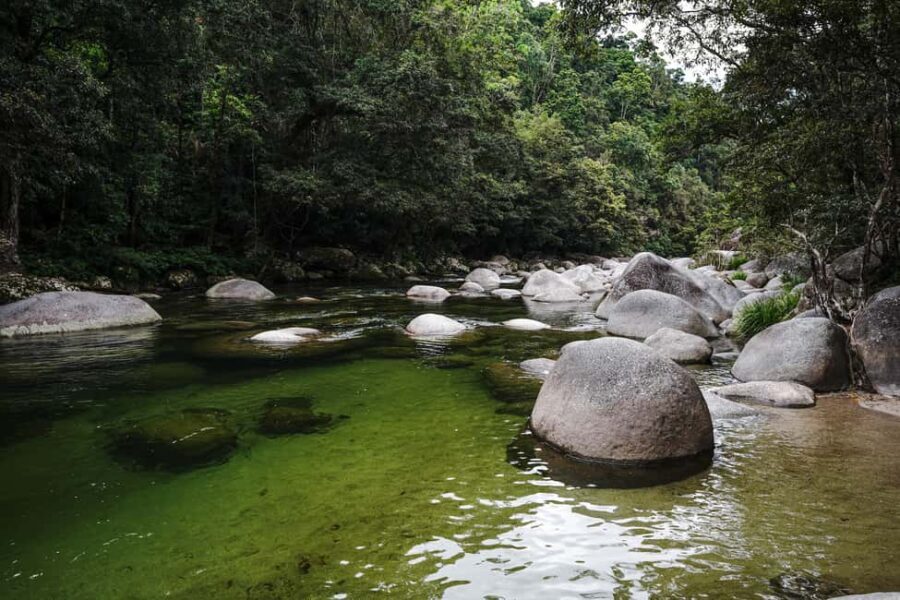 Port Douglas: Morning Daintree Tour w/ Wildlife Cruise - In-Depth Review of the Daintree Morning Tour