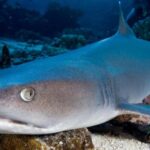 Port Douglas: Premium Outer Reef Dive Trip - The Dive Experience and Itinerary