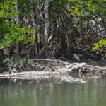 Port Douglas: River Cruise, Crocodile Spotting, Drink/ Snack - What to Expect on Your Cruise