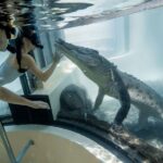 Port Douglas: Wildlife Habitat Swim with Crocodiles - What Sets This Experience Apart?