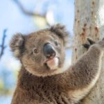 Port Lincoln Mikkira Station Wild Koala Safari Tour - Practical Details and Value