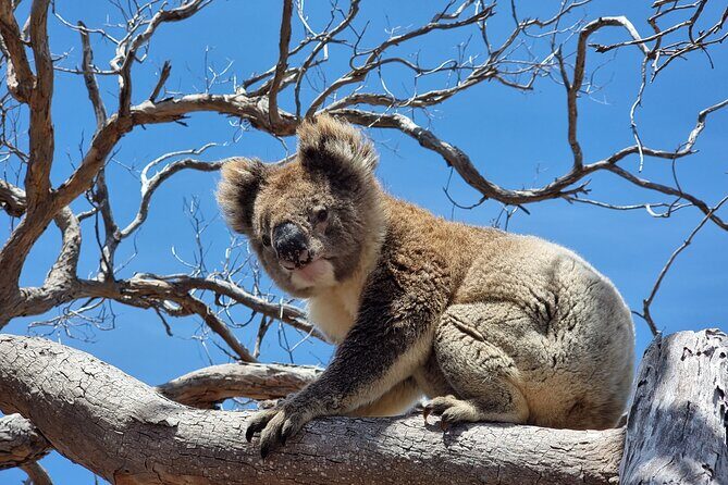 Port Lincoln Mikkira Station Wild Koala Safari Tour - Why This Tour Offers Good Value
